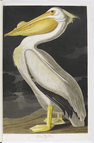 Birds of America: The World's Most Expensive Book | Amusing Planet